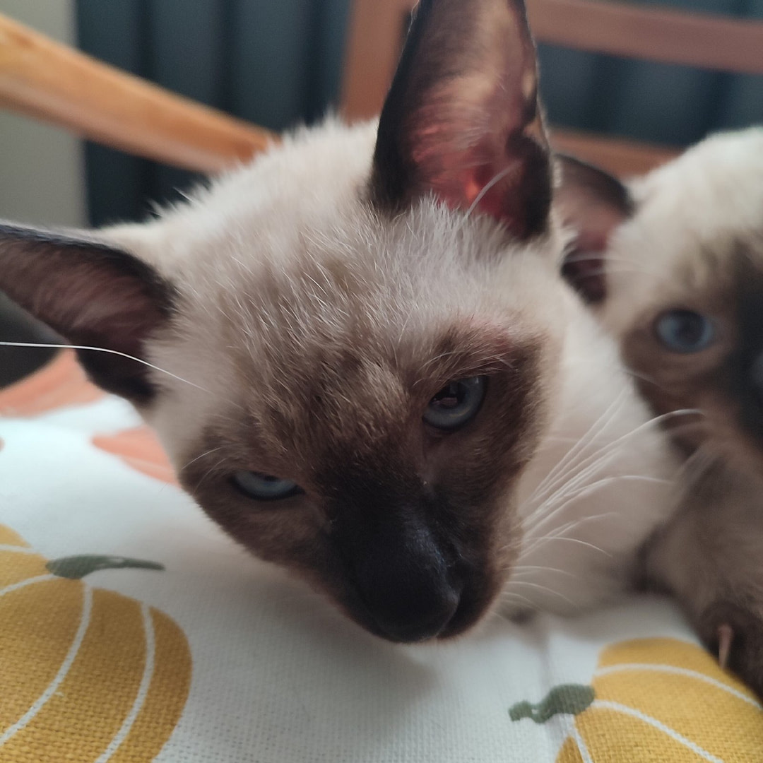 Mrs Jane Moir - Siamese Cat Breeder
