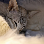 Supreme Siamese and Oriental Pictures 2014 - Siamese Cat Breeder