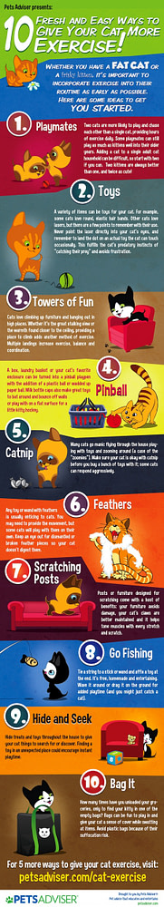 Overweight Cat - How to Exercise Your Cat - Siamese Cat Breeder