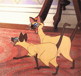 History of Siamese Cats - Siamese Cats and Kittens