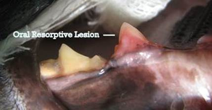 Tooth Decay in Cats on Siamese cat Breeder