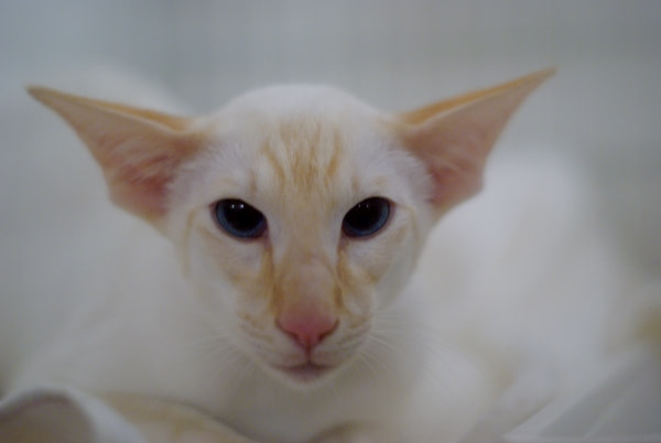 Merseyside Siamese Results 2015 - Siamese Cat Breeder