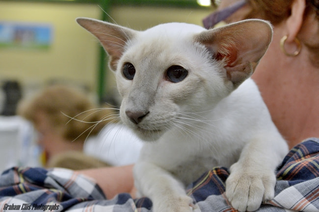 Cambridgeshire Siamese & Oriental Pictures 2015