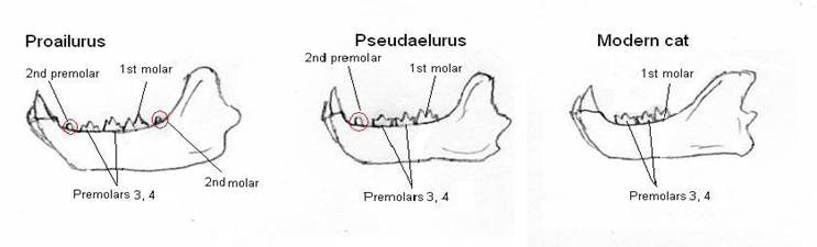 Dental Care For Cats - Feline Teeth Discussed on Siamese Cat Breeder