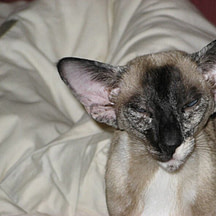 tortie siamese