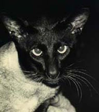 History of Siamese Cats - Siamese Cats and Kittens