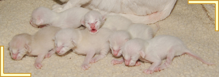 Finding a Good Cat Breeder - Siamese Cat Breeder