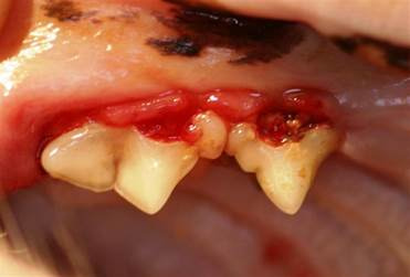 Tooth Decay in Cats on Siamese cat Breeder