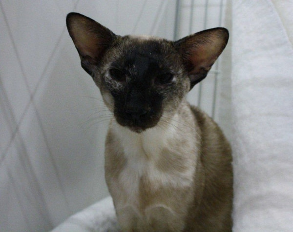 Southern Counties Siamese Pictures 2014 - Siamese Cat Breeder