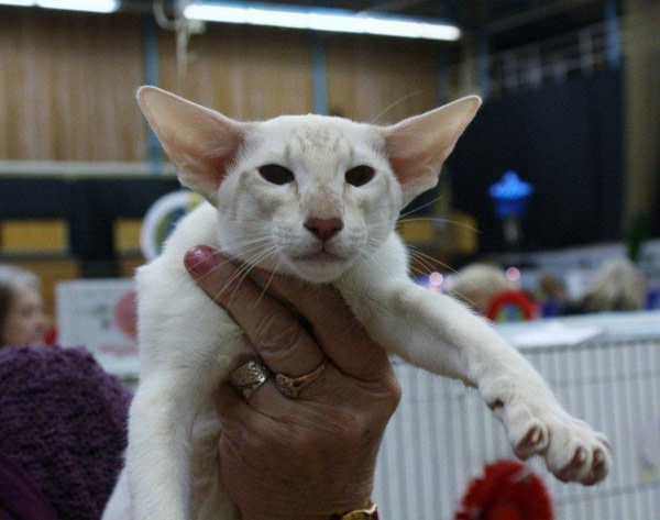 Southern Counties Siamese Pictures 2014 - Siamese Cat Breeder