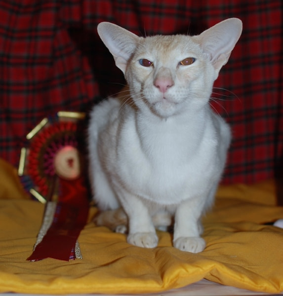 Scottish Siamese Photos 2014 - Siamese Cat Breeder