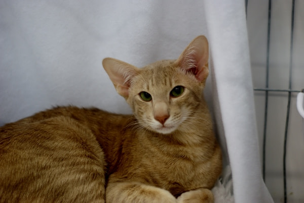 West of Scotland Siamese and Oriental photos 2015