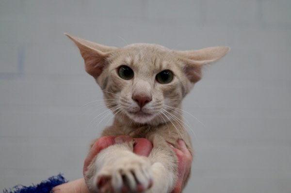 West of Scotland Siamese and Oriental photos 2015
