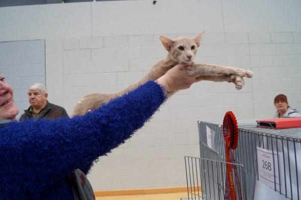West of Scotland Siamese and Oriental photos 2015