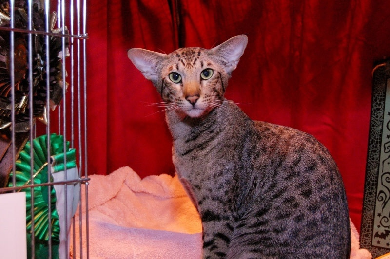 Supreme Siamese and Oriental Photos 2015