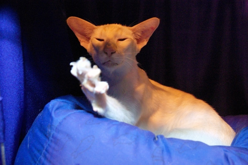 Supreme Siamese and Oriental Photos 2015