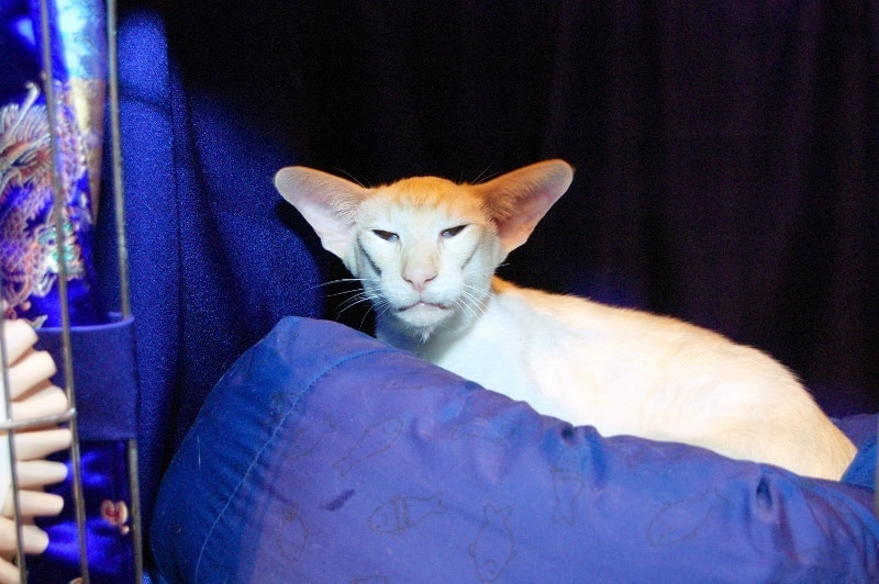 Supreme Siamese and Oriental Photos 2015