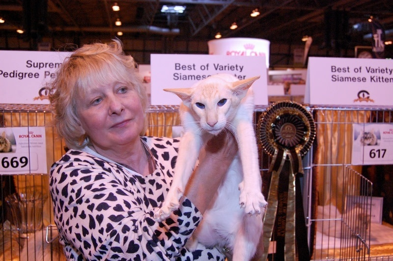 Supreme Siamese and Oriental Photos 2015