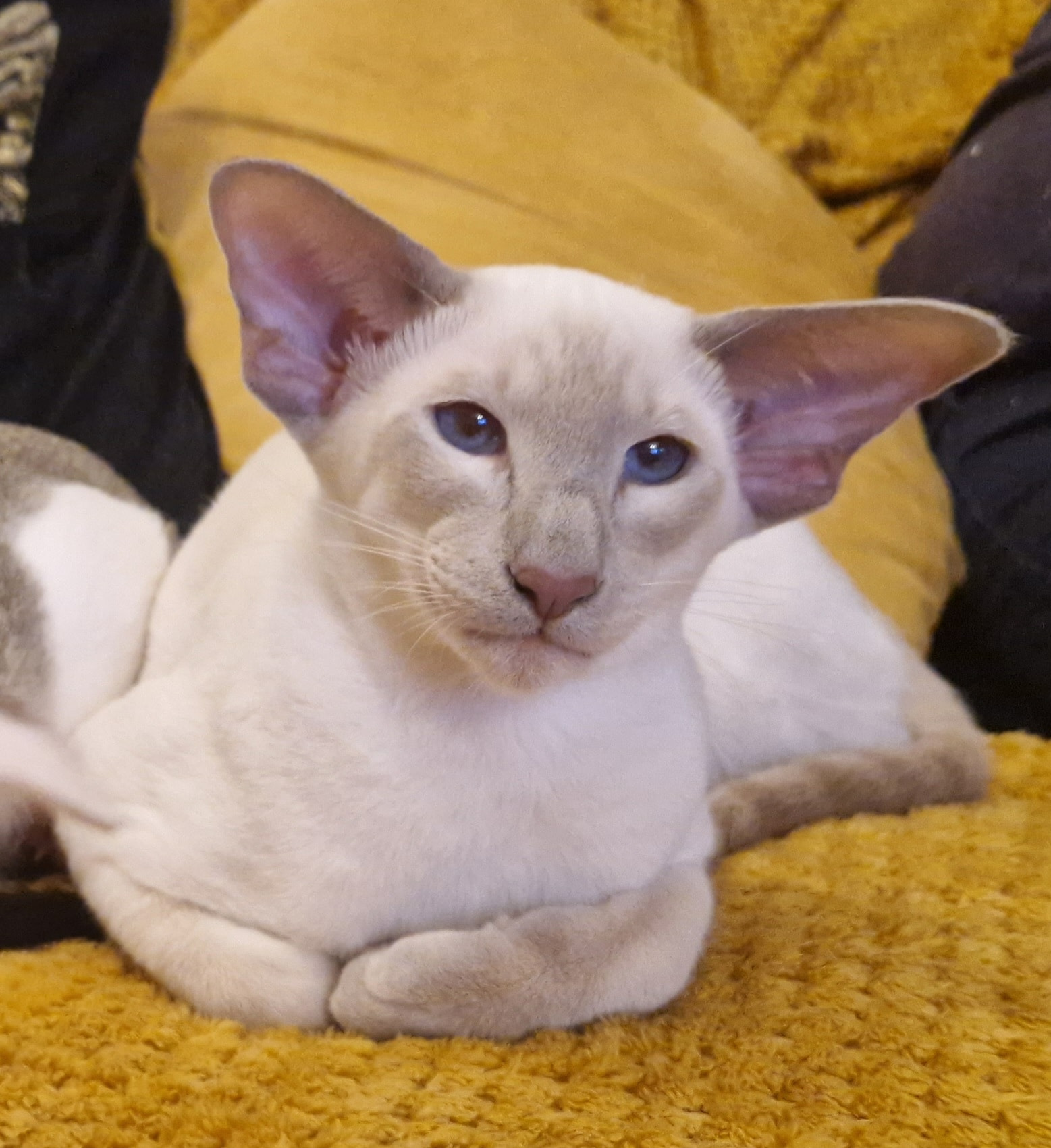 Grand Champion Lilac Point Siamese Stud - Siamese Cat Breeder