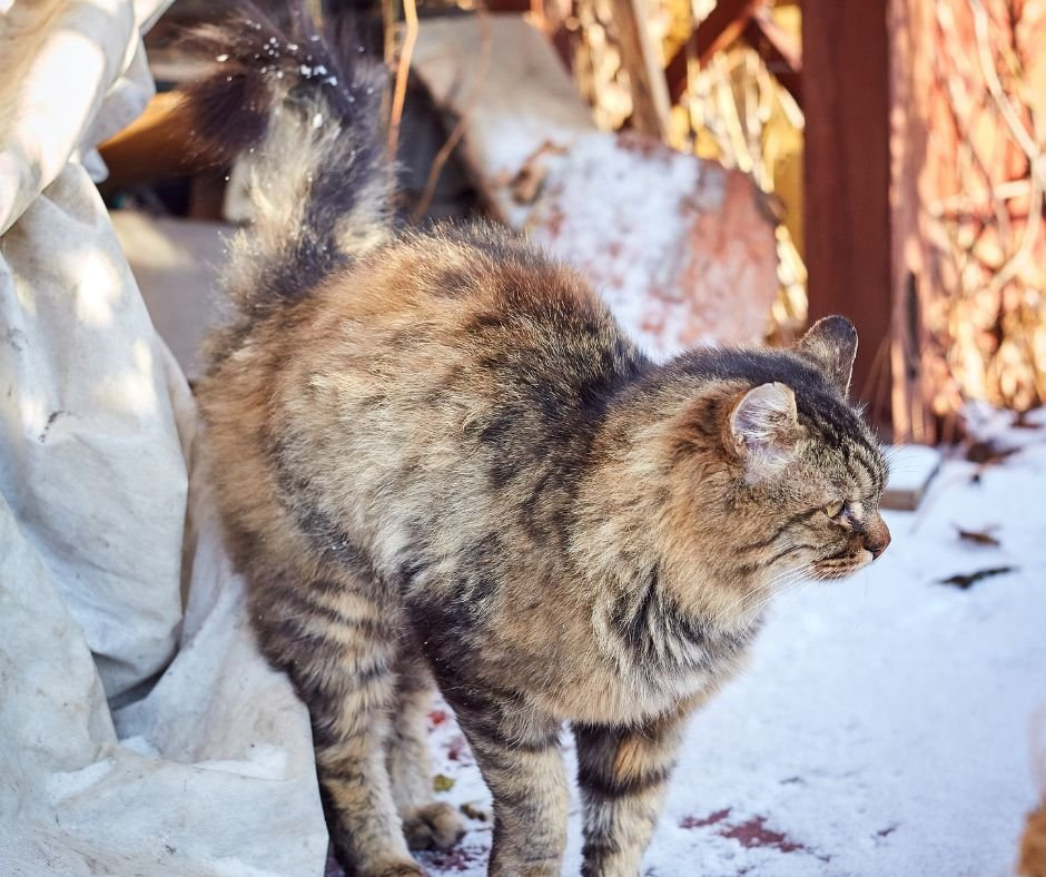 What Is the Difference Between Cat Spray and Cat Pee - Siamese Cat Breeder