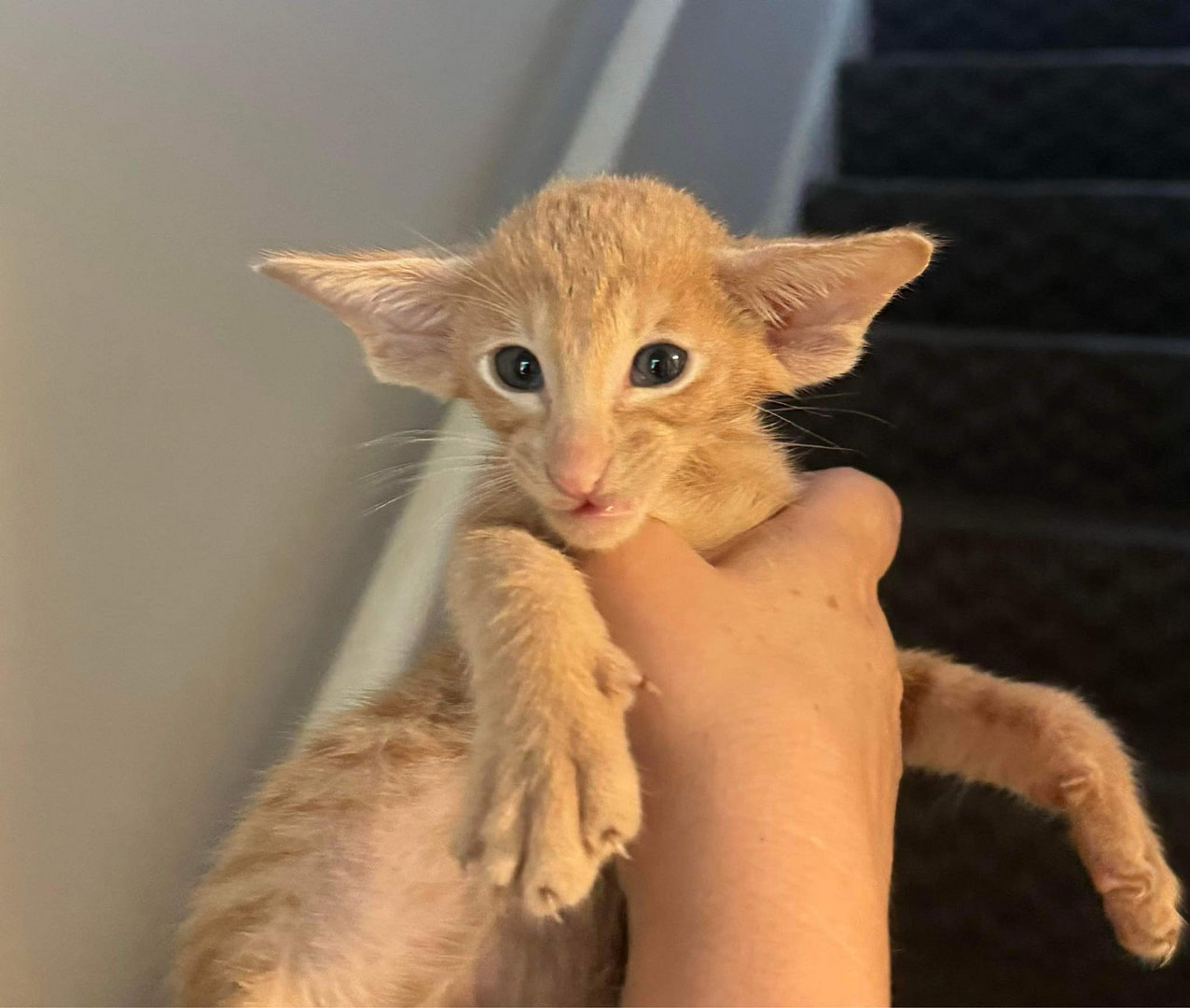 Siamese Kittens For Sale at Burnthwaites Siamese