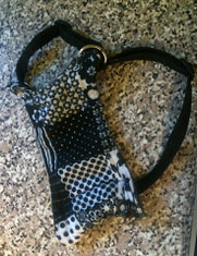 Keeping a Stud Cat Happy - Siamese Cat Breeder