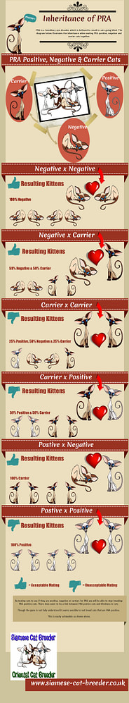 PRA in Siamese cats, explanation and suggested breeding practices.
