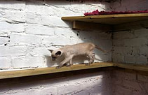 Outdoor Cat Run Furniture - Siamese Cat Breeder