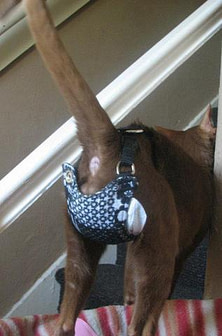 Keeping a Stud Cat Happy - Siamese Cat Breeder