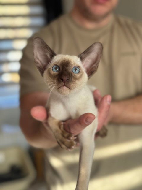 Siamese Kittens For Sale at Burnthwaites Siamese