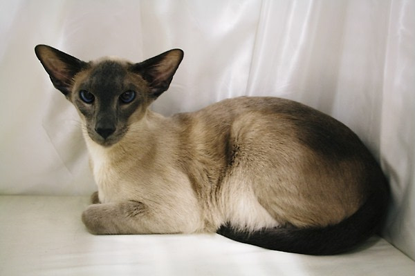 Balinese & Siamese Cat Show 2013 - Siamese Cat Breeder