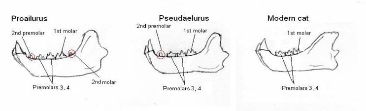 Dental Care For Cats - Feline Teeth Discussed on Siamese Cat Breeder