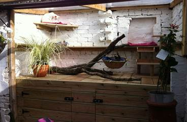 Outdoor Cat Run Furniture - Siamese Cat Breeder