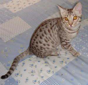 History of Siamese Cats - Siamese Cats and Kittens