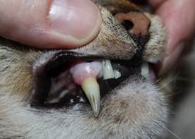 Dental Care For Cats - Feline Teeth Discussed on Siamese Cat Breeder