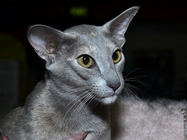 Notts & Derby Siamese Photos 2014 - Siamese Cat Breeder