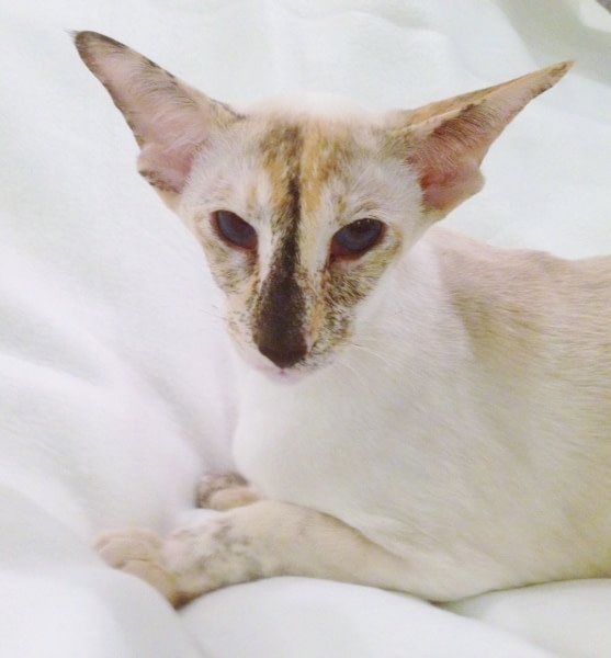 Seal Point Siamese Show Photos 2014 - Siamese Cat Breeder