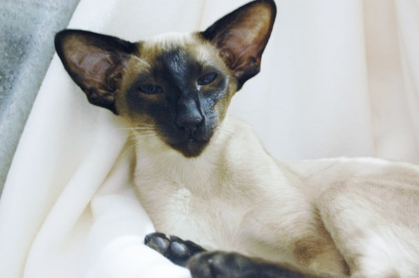 Seal Point Siamese Show Photos 2014 - Siamese Cat Breeder