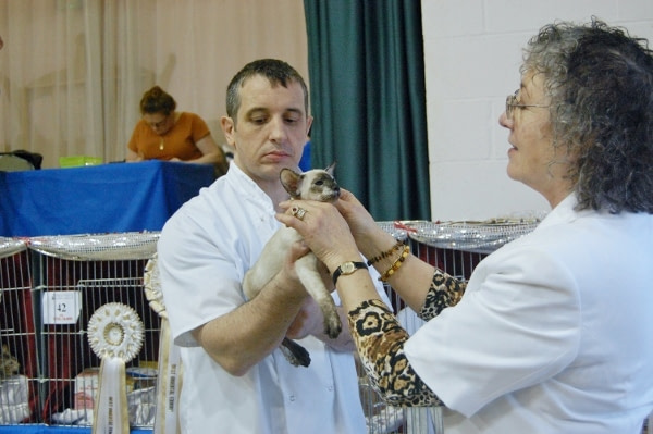 Seal Point Siamese Show Photos 2014 - Siamese Cat Breeder