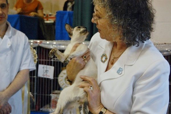 Seal Point Siamese Show Photos 2014 - Siamese Cat Breeder