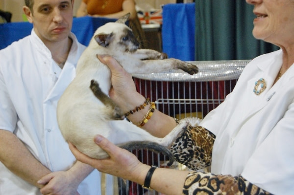 Seal Point Siamese Show Photos 2014 - Siamese Cat Breeder
