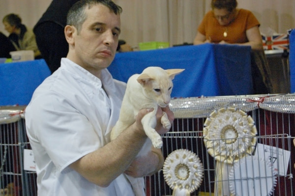 Seal Point Siamese Show Photos 2014 - Siamese Cat Breeder