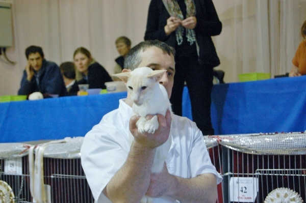 Seal Point Siamese Show Photos 2014 - Siamese Cat Breeder
