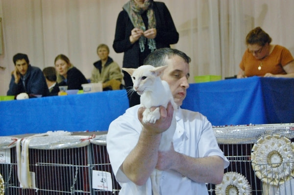 Seal Point Siamese Show Photos 2014 - Siamese Cat Breeder