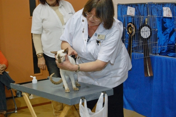 Seal Point Siamese Show Photos 2014 - Siamese Cat Breeder