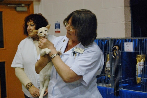 Seal Point Siamese Show Photos 2014 - Siamese Cat Breeder