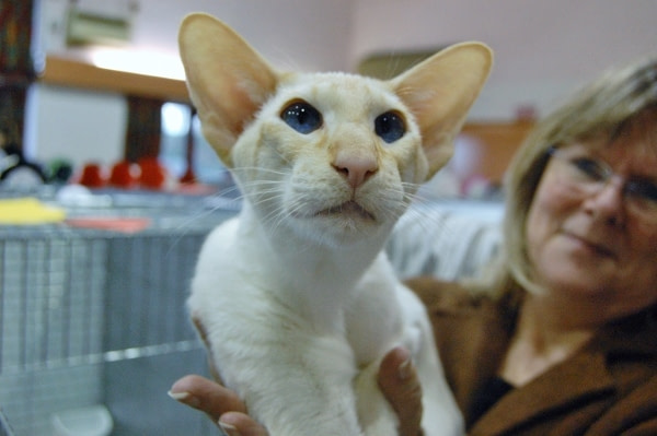Seal Point Siamese Show Photos 2014 - Siamese Cat Breeder