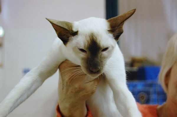 Seal Point Siamese Show Photos 2014 - Siamese Cat Breeder
