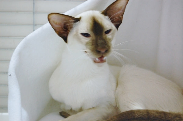 Seal Point Siamese Show Photos 2014 - Siamese Cat Breeder