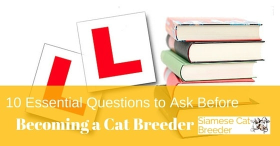 10 Questions to Ask Yourself Before Becoming a Cat Breeder